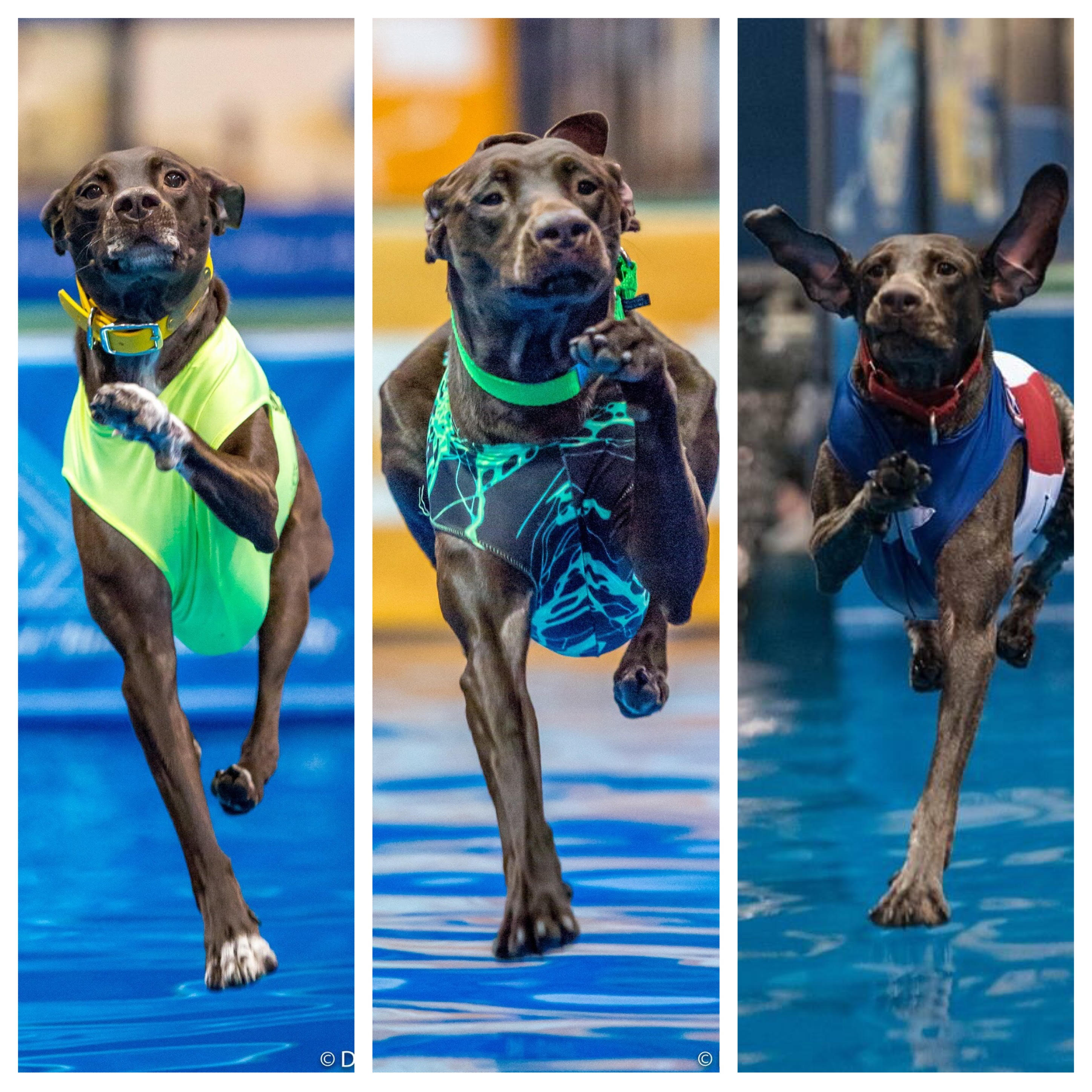 2015 DockDogs World Championship | Cello's Corner