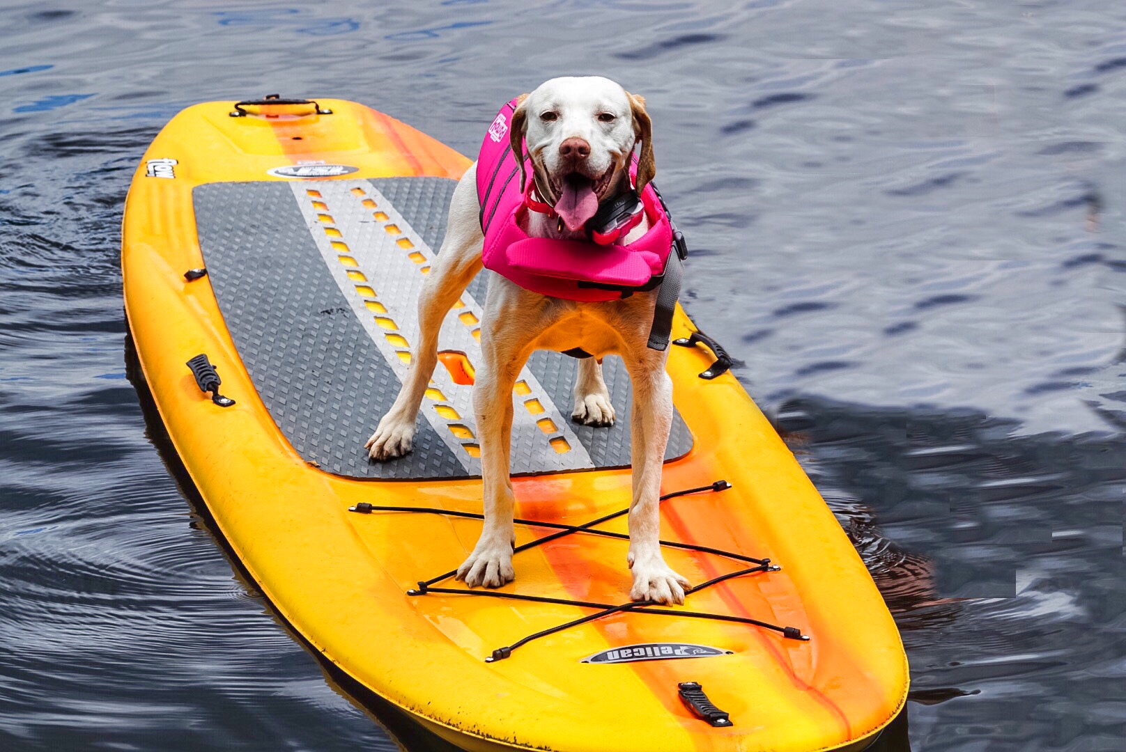 SUP With Your Pup! Rita Learns How to Balance on a Stand-Up Paddle ...