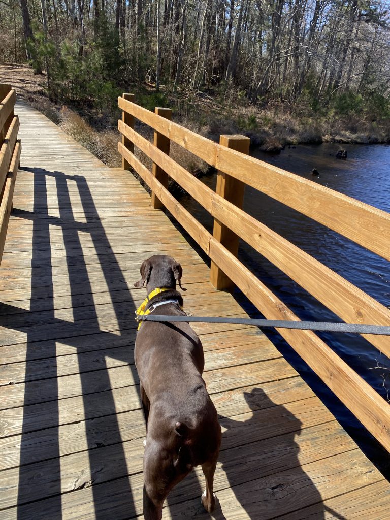 YMCA Camp Ockanickon, Medford, NJ | Cello's Corner